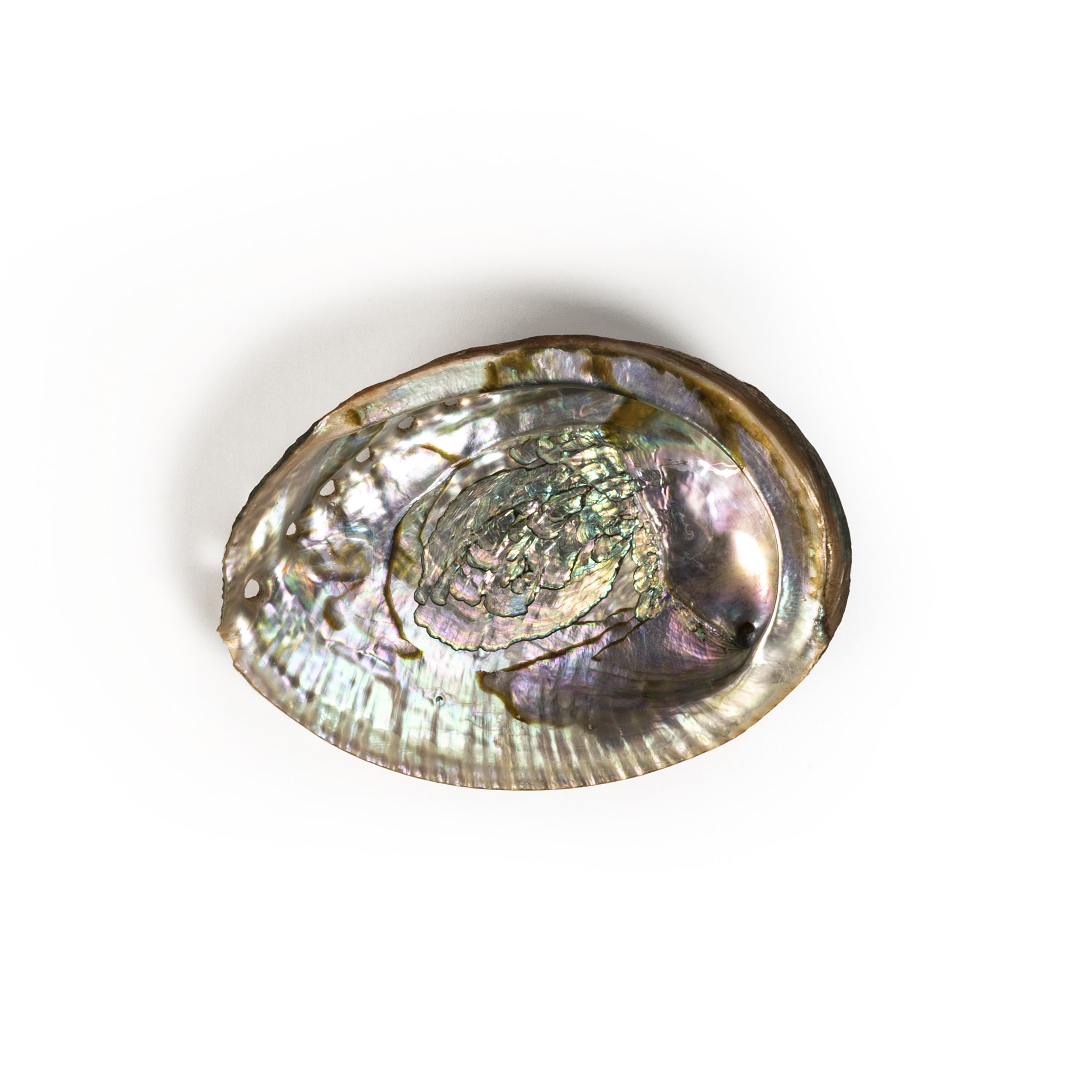 Abalone | Haliotis Fulgens - Strefa-Kensho